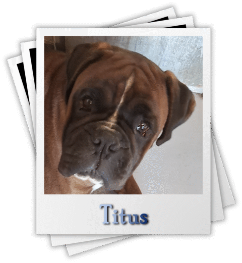 Titus | Terre De Boxer
